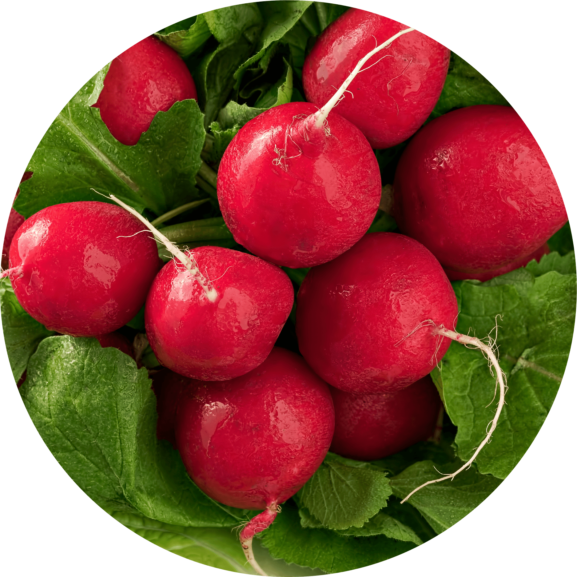 Radish Root – Beauty by Earth